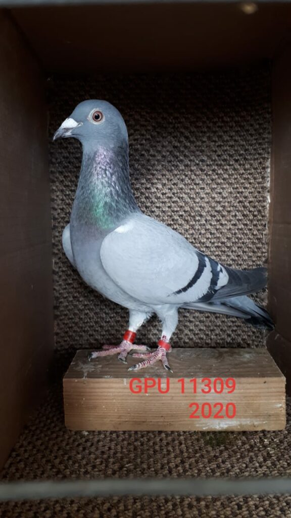 Lot 6 - ZA GPU 11309 2020 (H) The best of Tinus Boshoff ( Zander/Birdy ...