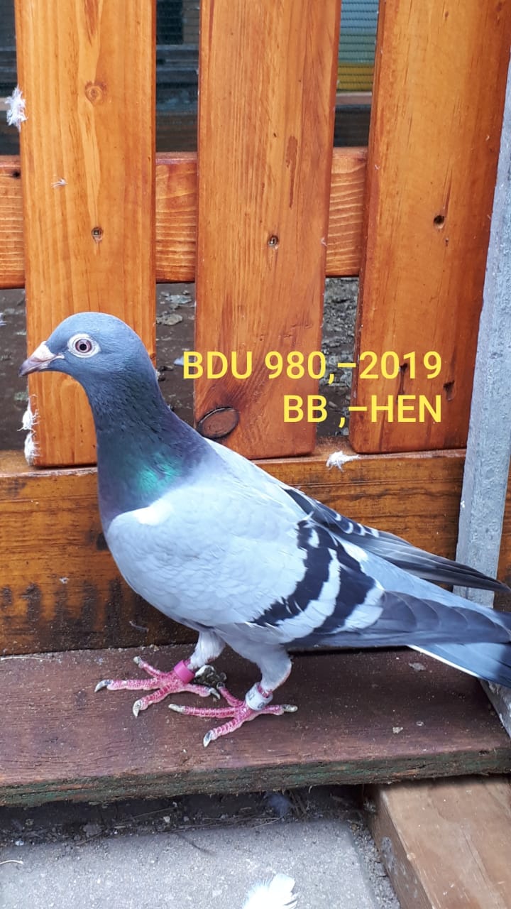 Lot 4 - ZA BDUD 980 2019 (H) - Direct daughter to "Golden Boy" a super ...