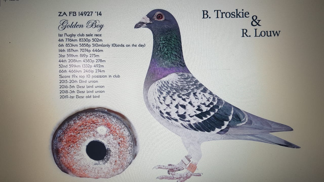 Lot 4 - ZA BDUD 980 2019 (H) - Direct daughter to "Golden Boy" a super ...