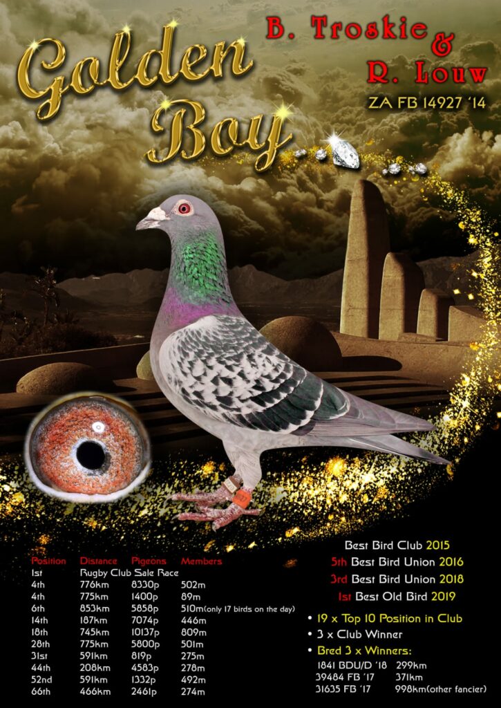 Lot 4 - ZA BDUD 980 2019 (H) - Direct daughter to "Golden Boy" a super ...