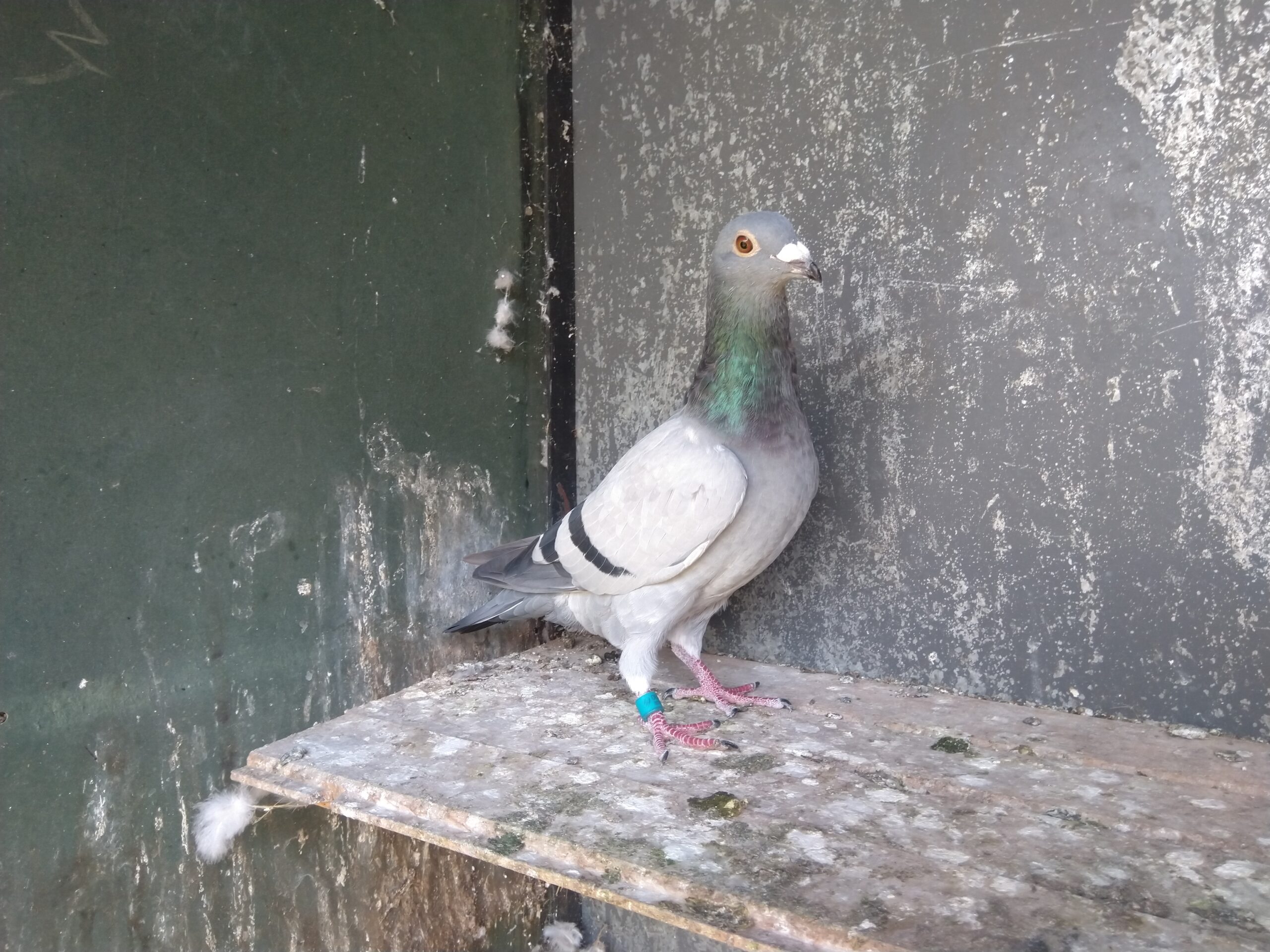 Lot 3 - OERF 21 ZA 692 (C) Related to many super birds for Tinus ...