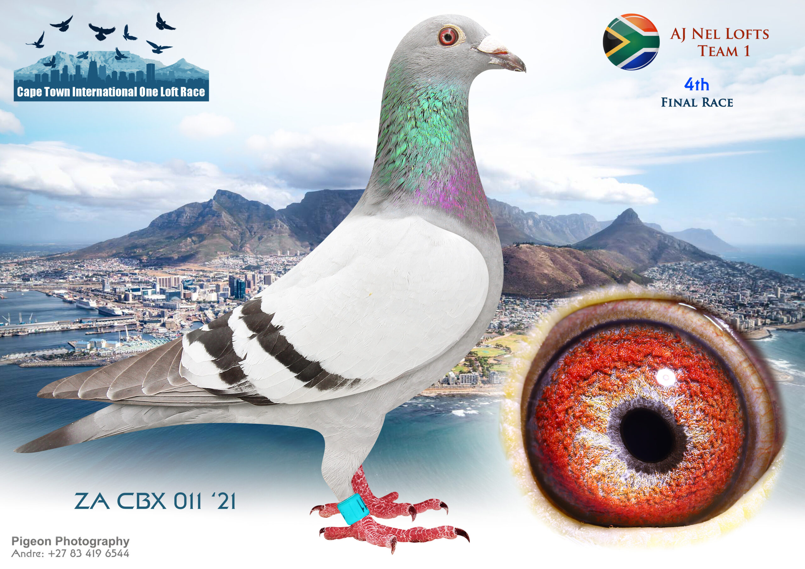 Lot 4 - ZA CBX 011 2021 (C) 4th Final CTIOLR 2022 Bred by Bertus Nel ...