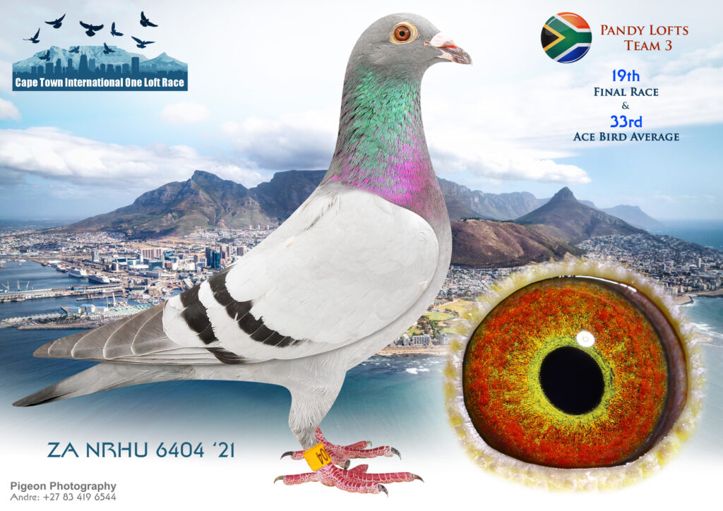 Lot 19 - ZA NRHU 6404 2021 (C) "JAYDEN" 19th Final CTIOLR & 33rd Ace Bird Average! FULL BROTHER ...