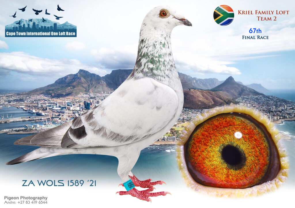 Lot 67 - ZA WOLS 1589 2021 (C) 67th Final CTIOLR! Bred by Kriel Family ...