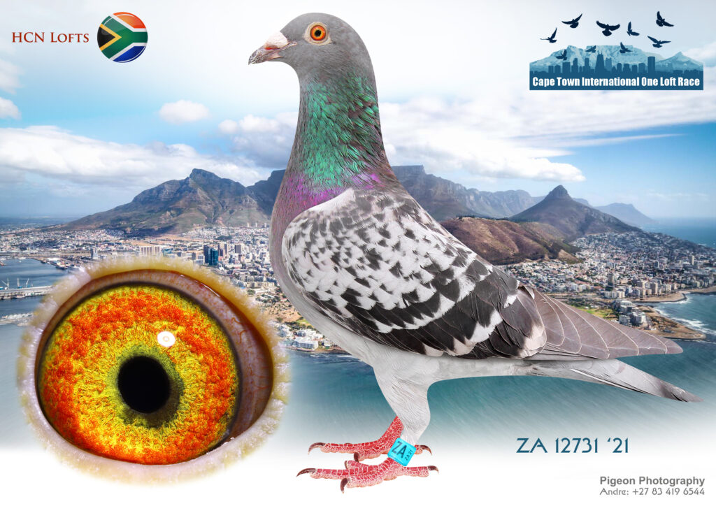 Lot 79 - ZA 12731 2021 (H) Bred by HCN Lofts - Best Pigeon