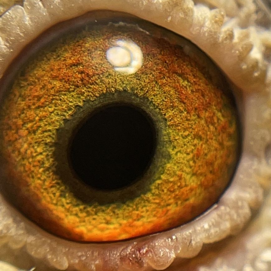 Lot 4 - ZA 243953 2020 (H) ZA 243953/20 “ LINEBRED MACHINE – MOREY ...