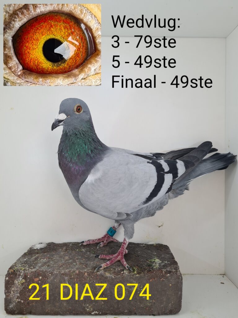 LOT 49: ZA 21 DIAZ 74 (H) - GREG RIPPON - Best Pigeon