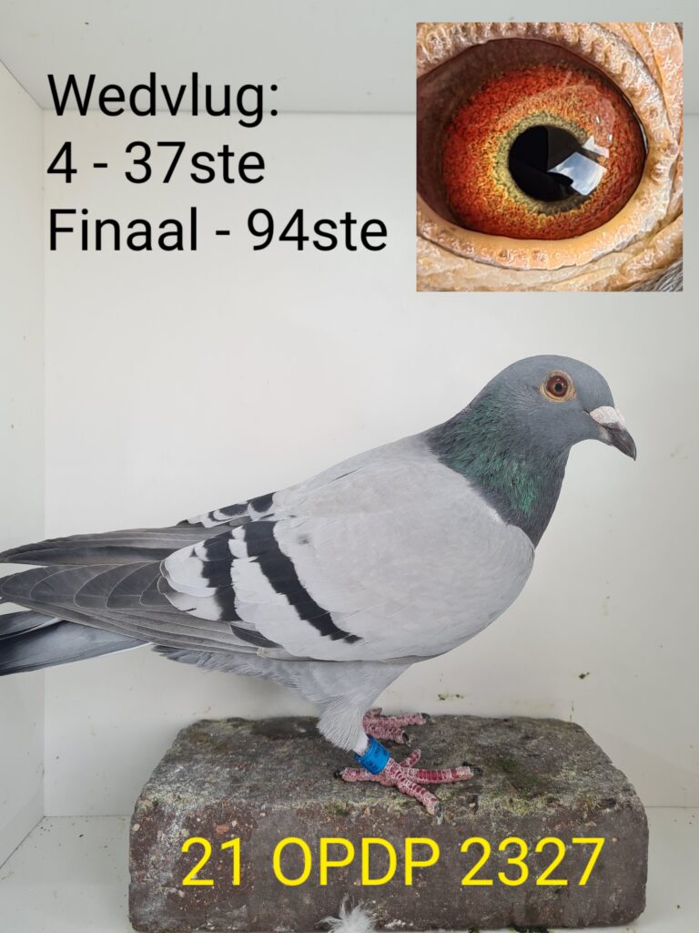 LOT 94: ZA 21 DP 2327 (H) - TIEN JORDAAN - Best Pigeon