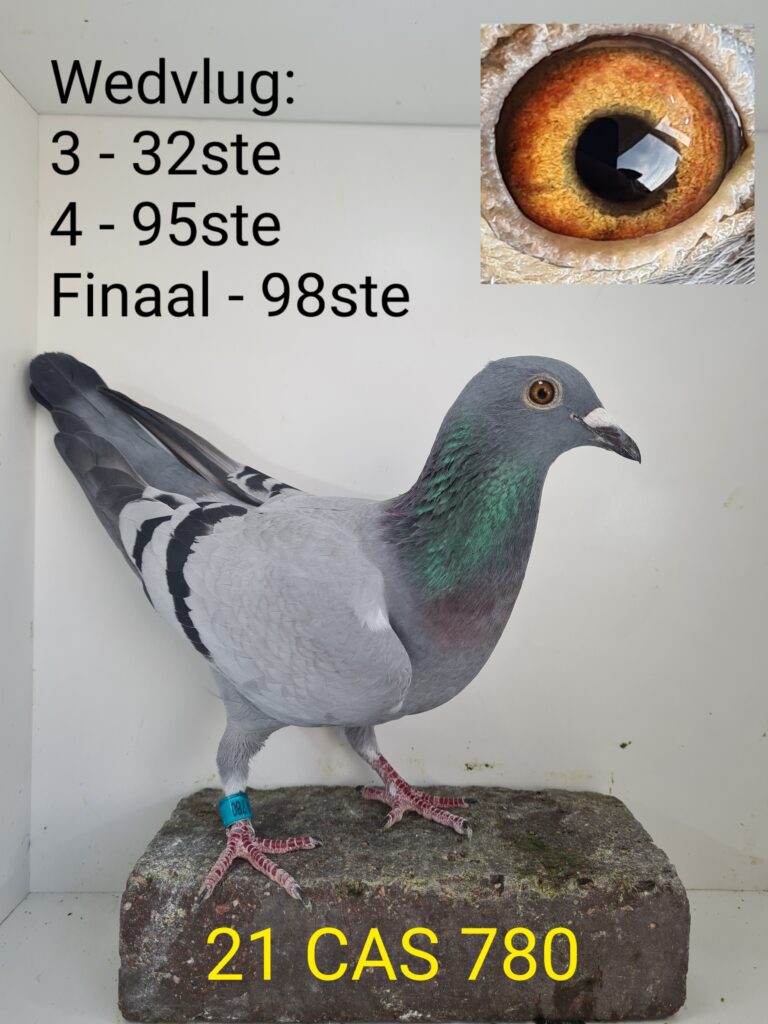 LOT 98: ZA 21 CAS 780 (H) - CRADOCK COMMUNITY LOFTS - Best Pigeon