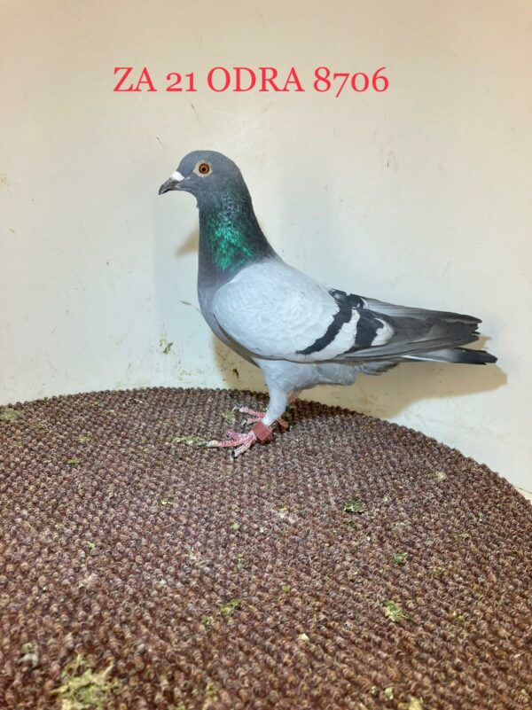 Lot 33 - ZA ODRA 8706 2021 (H) Bred by Witpen Hokke, flew 25th Challenge Race SAPIR 2022!! The ...