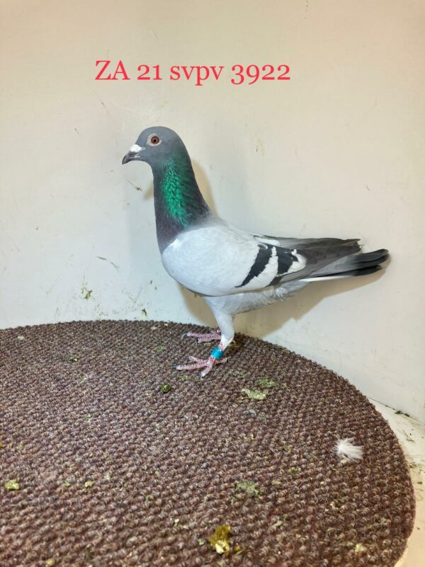 Lot 42 - ZA SVPV 3922 2021 (H) Bred by Koranna Lofts, flew 28th Hot Spot 1 SAPIR 2022!! De Rauw ...