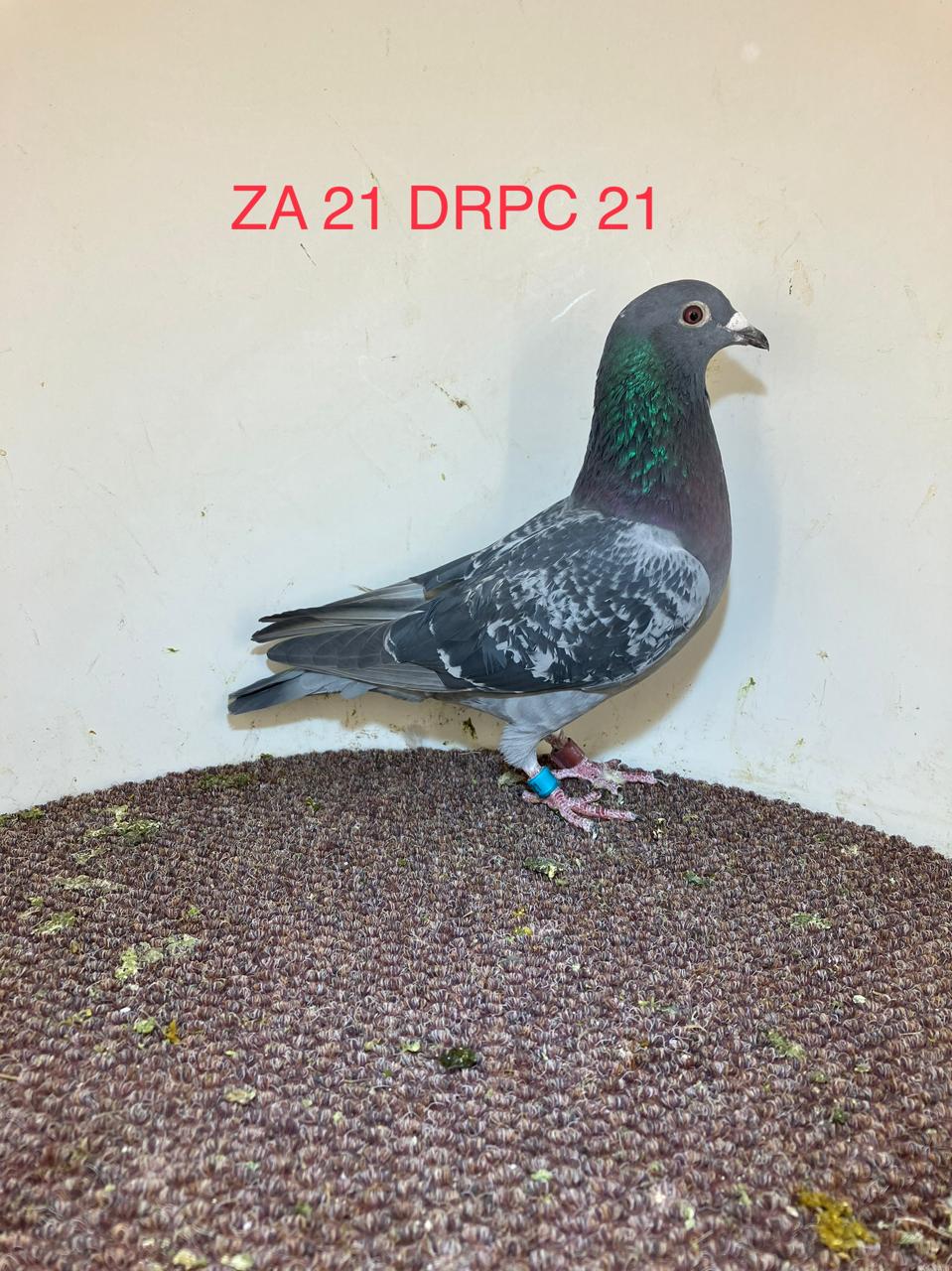 Lot 20 - ZA DRPC 21 2021 (H) Bred by Ken Grooves, out of Houben / Catrysse / Spritzy Lines ...