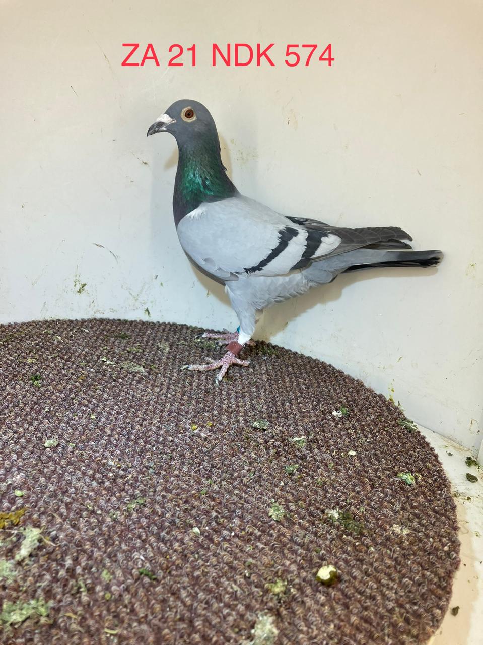 Lot 9 - ZA NDK 574 2021 (C) Bred by Ignis Fire, 83rd Ace Pigeon SAPIR OLR 2022!! Direct daughter ...