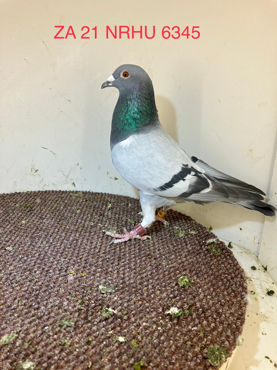 Lot 31 - ZA NRHU 6345 2021 (H) Bred by AS Brill, flew 22nd Challenge Race!! Daughter to 1st Ace ...