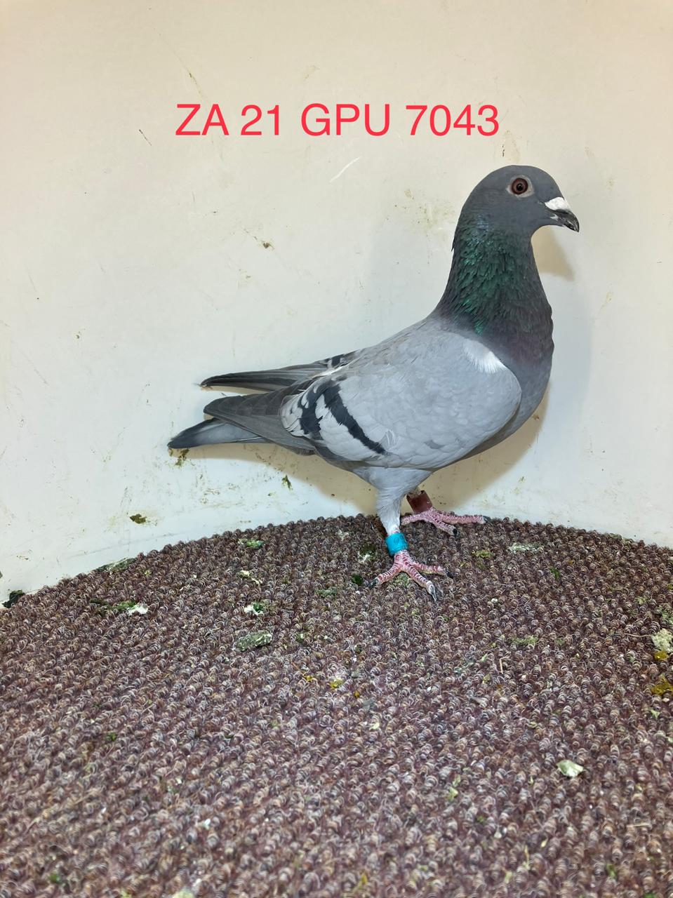 Lot 10 - ZA GPU 7043 2021 (H) Bred by F.Herbst, flew 62nd Position Hot Spot 1 and 130th position ...