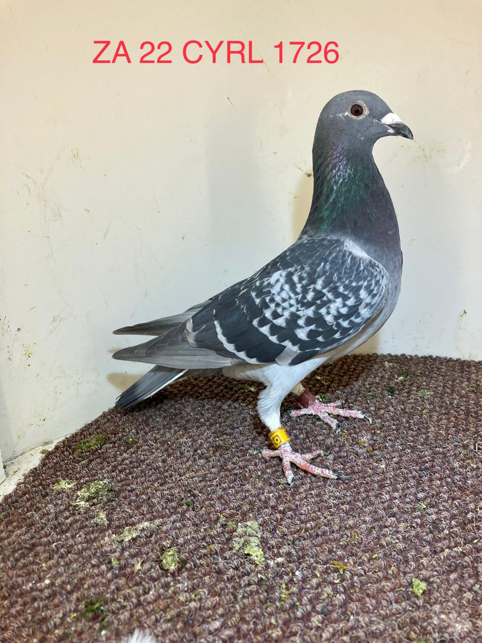Lot 46 - ZA CYRL 1726 2022 (H) Bred by SA Amajuba Lofts, 72nd Hot Spot 1 & 72nd Hot Spot 3 ...