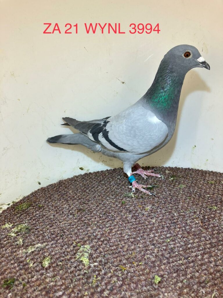 Lot 6 - ZA WYNL 3994 2021 (H) Bred by Die Ou Skuur Hok, flew 122nd Final SAPIR 2022!! The sire ...