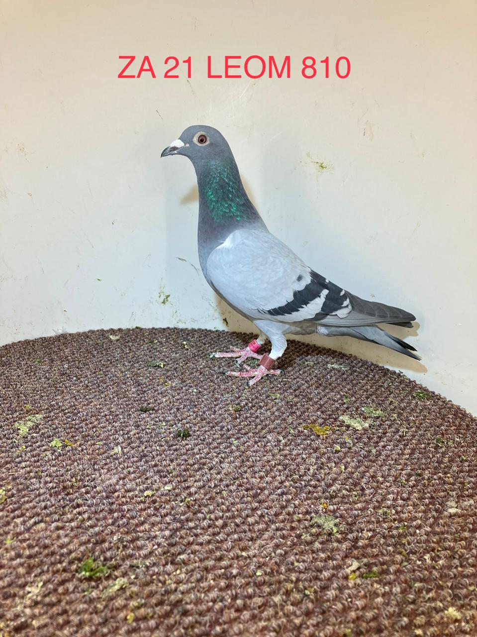 Lot 14 - ZA LEOM 810 2021 (H) Bred by Leon Meyer, flew 31st Hot Spot 2, 90th Hot Spot 4 and ...