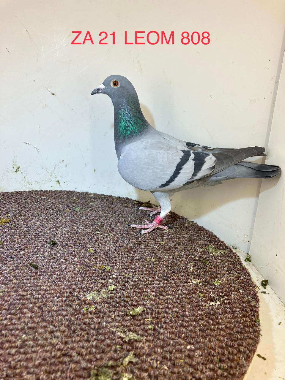 Lot 8 - ZA LEOM 808 2021 (H) Bred by Leon Meyer, flew 125th SAPIR Final 2022!! Houben/De Rauw ...