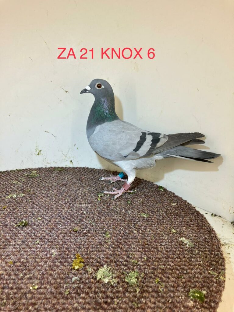 Lot 15 - ZA FNOX 6 2021 (H) Bred by Fort Knox Lofts, flew 53rd Hot Spot 4, 143rd SAPIR Final ...