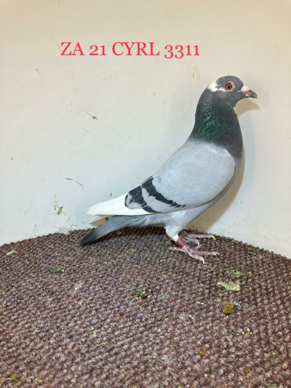 Lot 12 - ZA CYRL 3311 2021 (C) Bred by Brett De Beer, flew 54th Hot Spot 1, 111th Hot Spot 2 ...