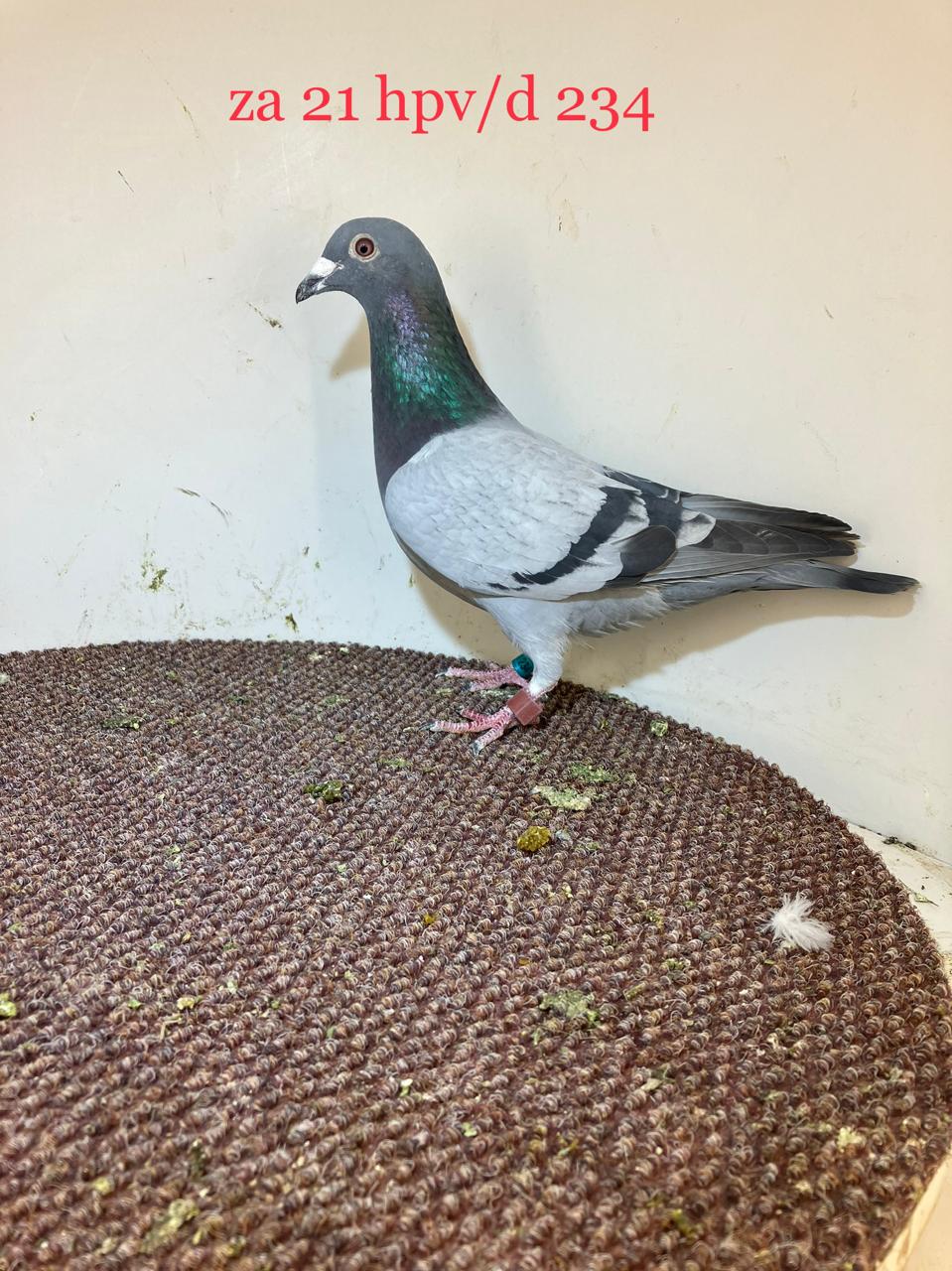 Lot 47 - ZA HPV/D 234 2021 (H) Bred by Hillside Lofts, 66th Hot Spot 1, 37th Hot Spot 2 ...