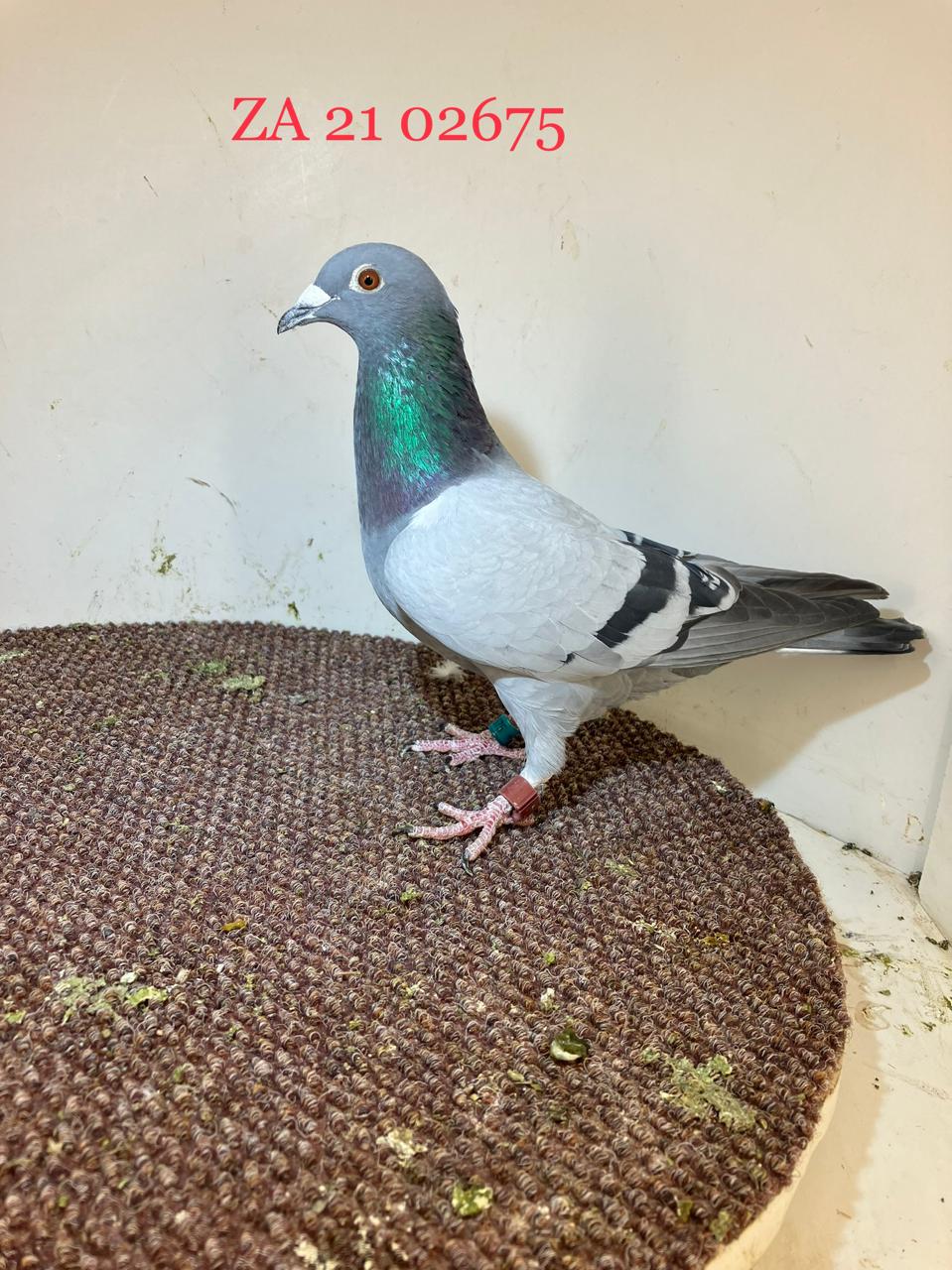 Lot 44 - ZA 02675 2021 (H) Bred by Dewald van der Merwe, flew 23rd Hot Spot 1, 82nd Hot Spot 2 ...