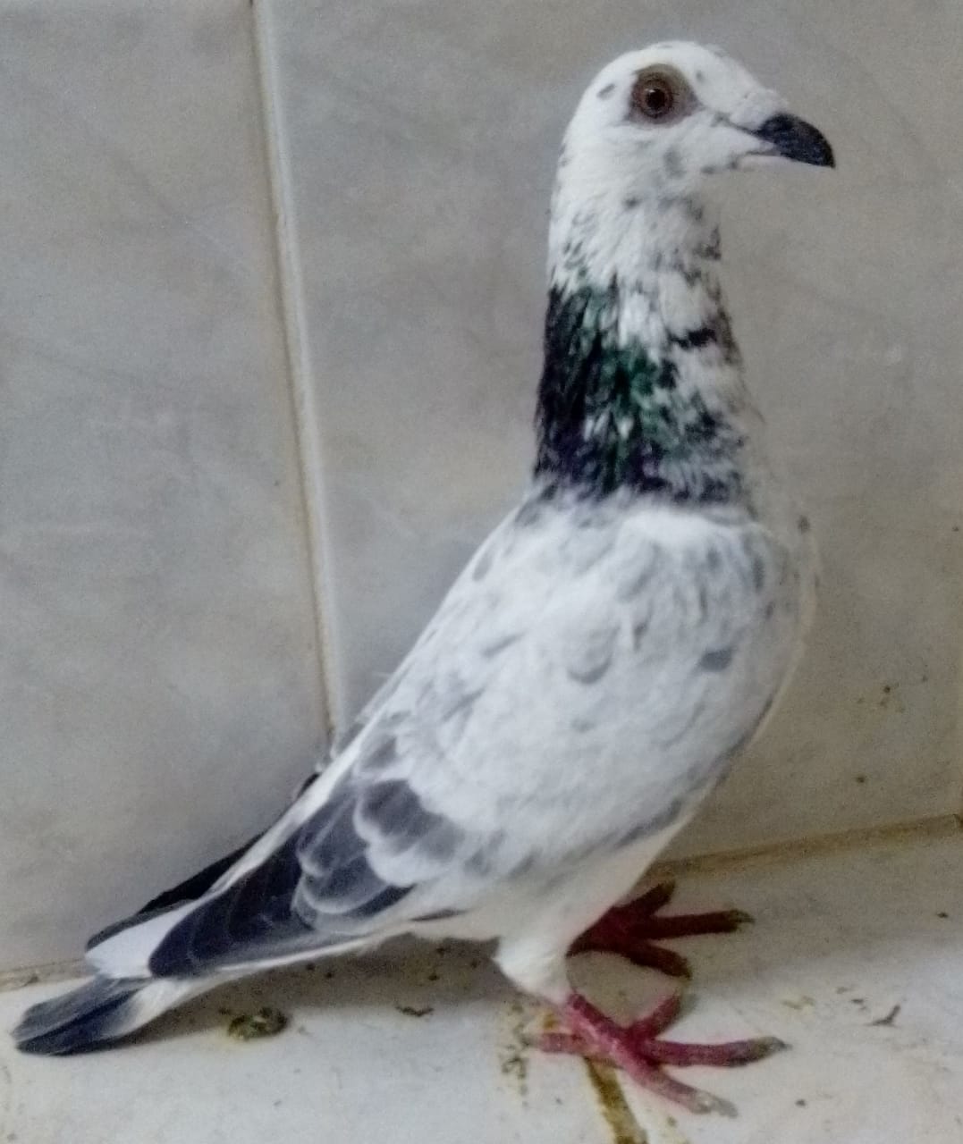 Lot 2 - ZA 22 STAR 10 ''SILVER DIAMOND" (H) Niece of two top 10 ...