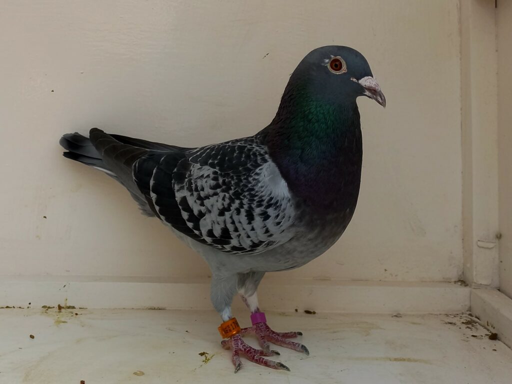 LOT 13 - NL 1766794 2014 "SOUTHERN SPEED" (H) COMB. V.D BERG/AP ...