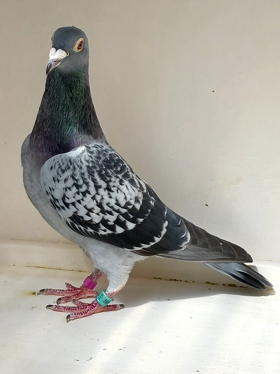 LOT 16 - ZA NBHU 3890 2013 "DE SEZANNE" (H) VAN LOON/ LOTTERMAN/KOOPMAN ...