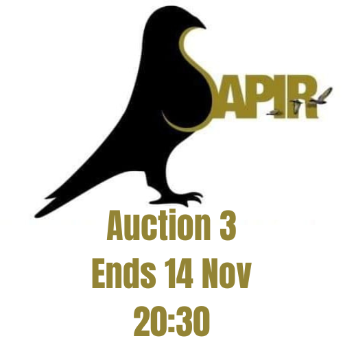 SAPIR Auction 3 Archives - Best Pigeon