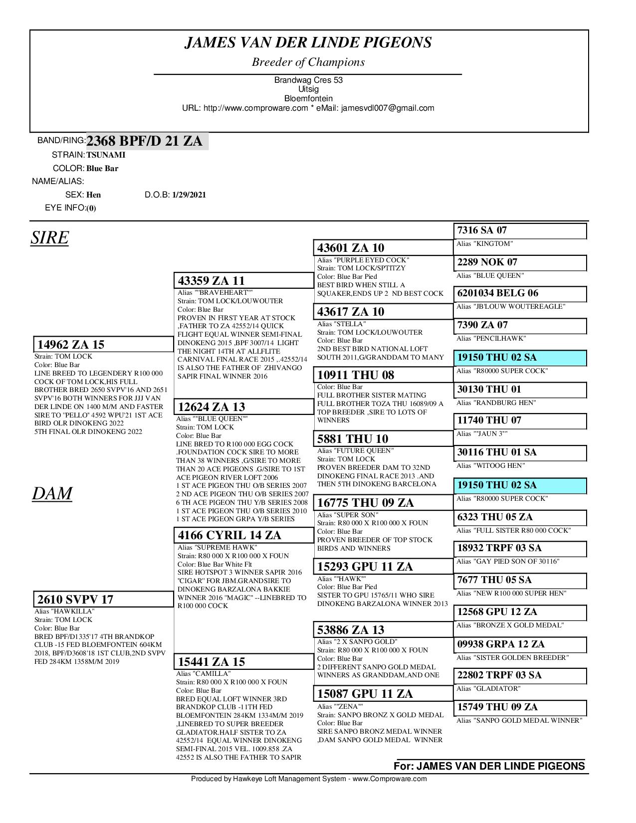 Lot 1 - ZA BPFD 2368 2021 (C) Half brother to top racer at Dinokeng One ...