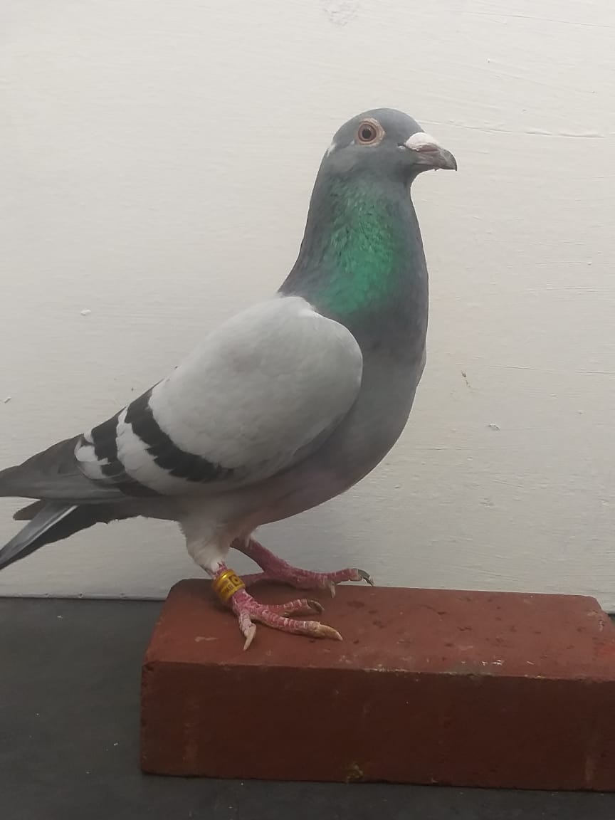 LOT 1: ZA 22 BWES 00119 (C)- "KOOPMAN/PRANGE" FULL BROTHER TO "FRED ...