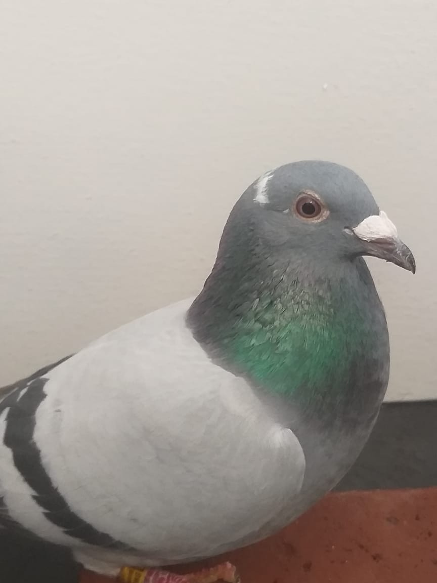 LOT 1: ZA 22 BWES 00119 (C)- "KOOPMAN/PRANGE" FULL BROTHER TO "FRED ...