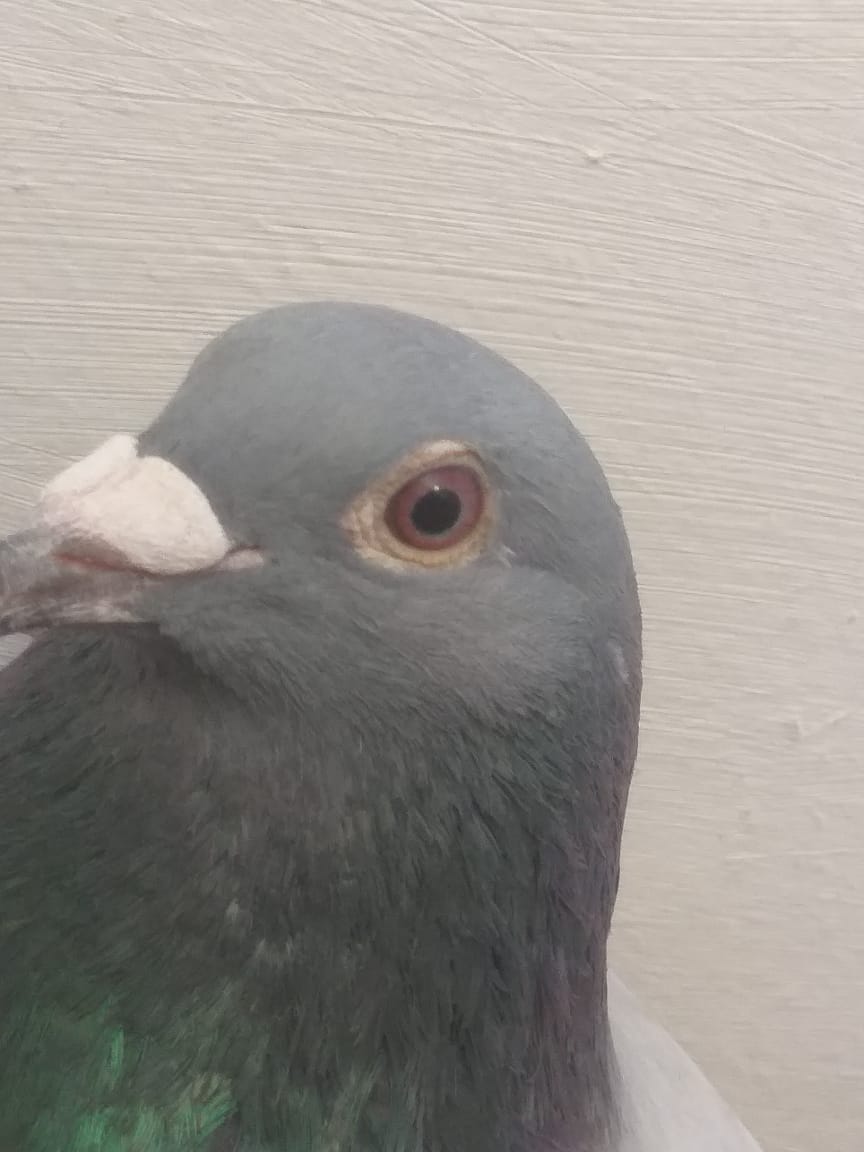 LOT 1: ZA 22 BWES 00119 (C)- "KOOPMAN/PRANGE" FULL BROTHER TO "FRED ...