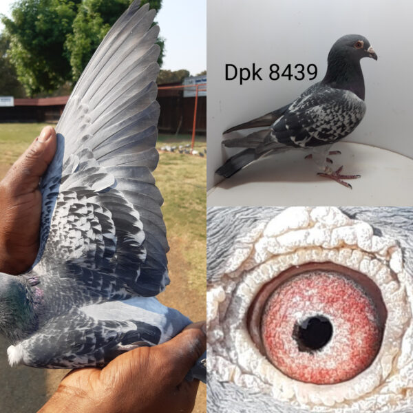 LOT 13 - ZA 19 DPK 8439 (H) - Bred by Derick Streak, Diamond Pigeons ...