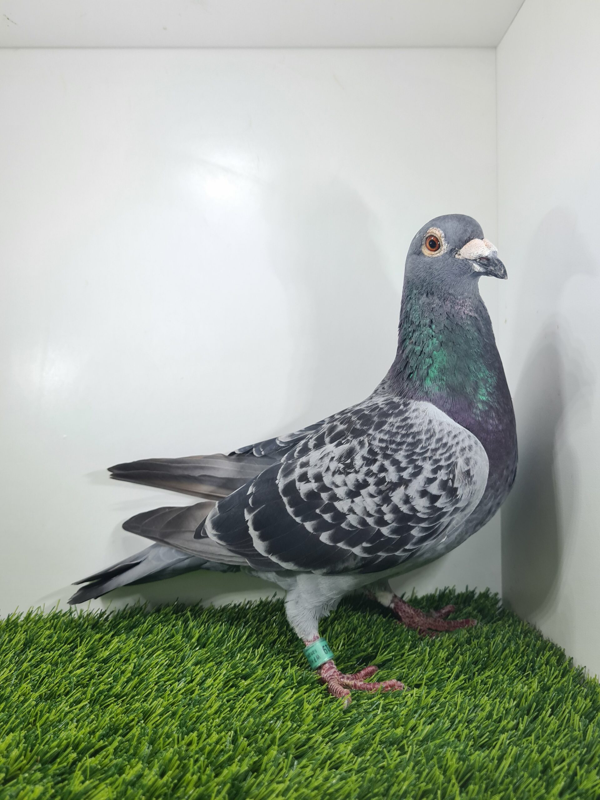 LOT 2: ZA 13 WPHU 0919 (H) : "KOOPMAN" Daughter of one of the Best ...