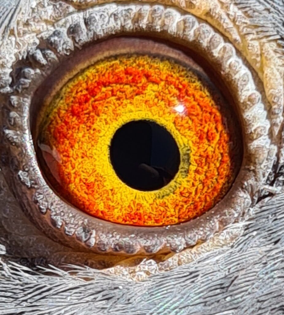 LOT 10: ZA 22 KARO 032 (C): "KOOPMAN" Bred for stock to one of the Best ...