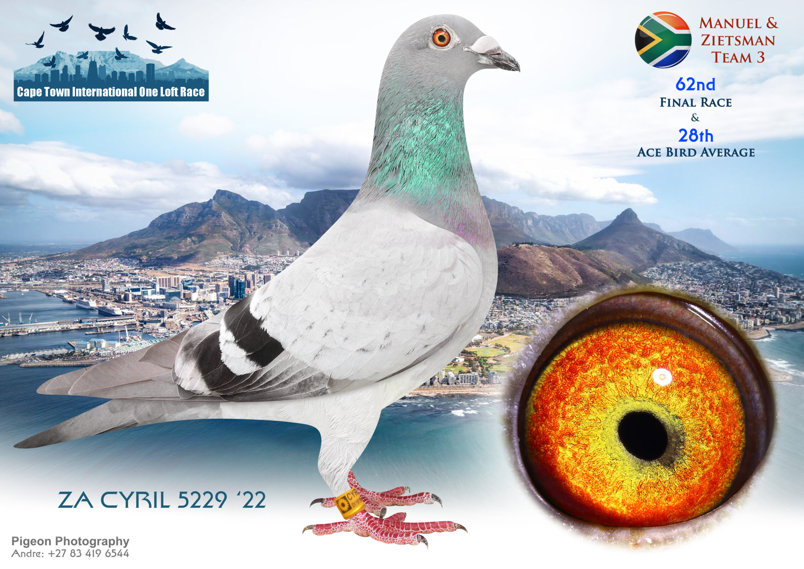 LOT 12: ZA 22 CYRIL 5229 (C) - Bred by: Manuel & Zietsman - 62nd Final ...