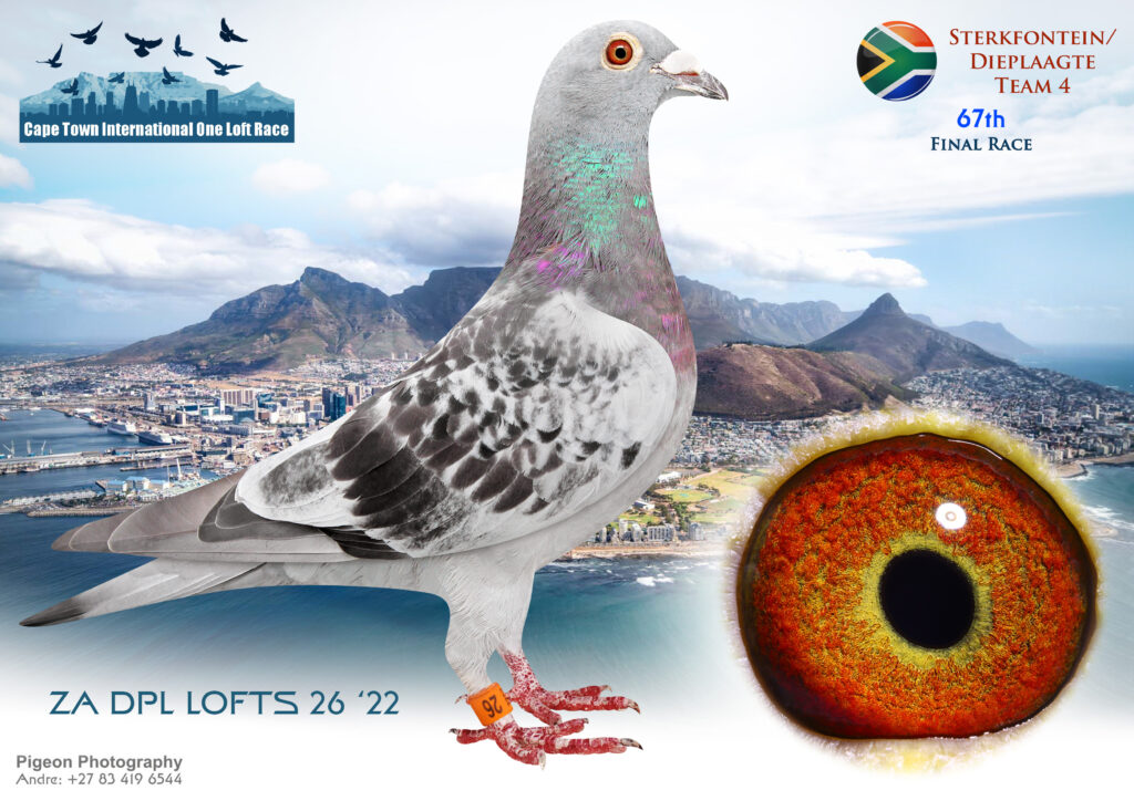 LOT 17: ZA 22 DPL LOFTS 26 (H) - Bred by: Sterkfontein Dieplaagte - 67th Final - Best Pigeon