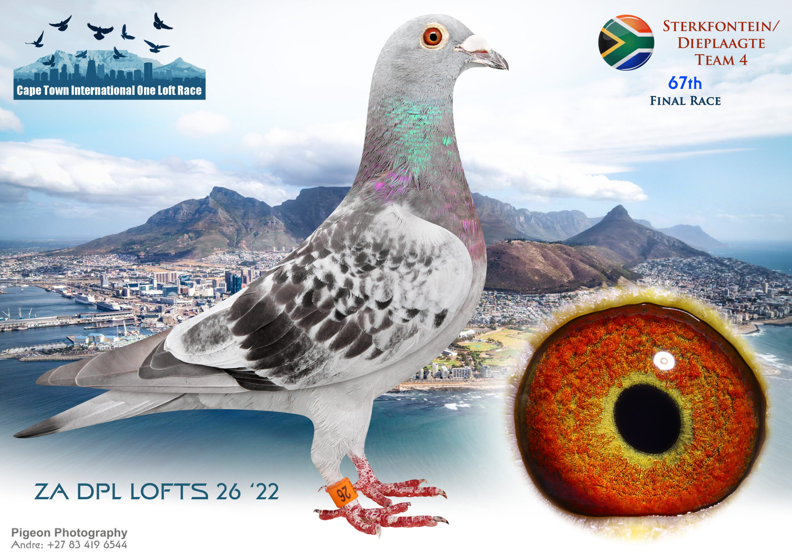 LOT 17: ZA 22 DPL LOFTS 26 (H) - Bred by: Sterkfontein Dieplaagte - 67th Final - Best Pigeon