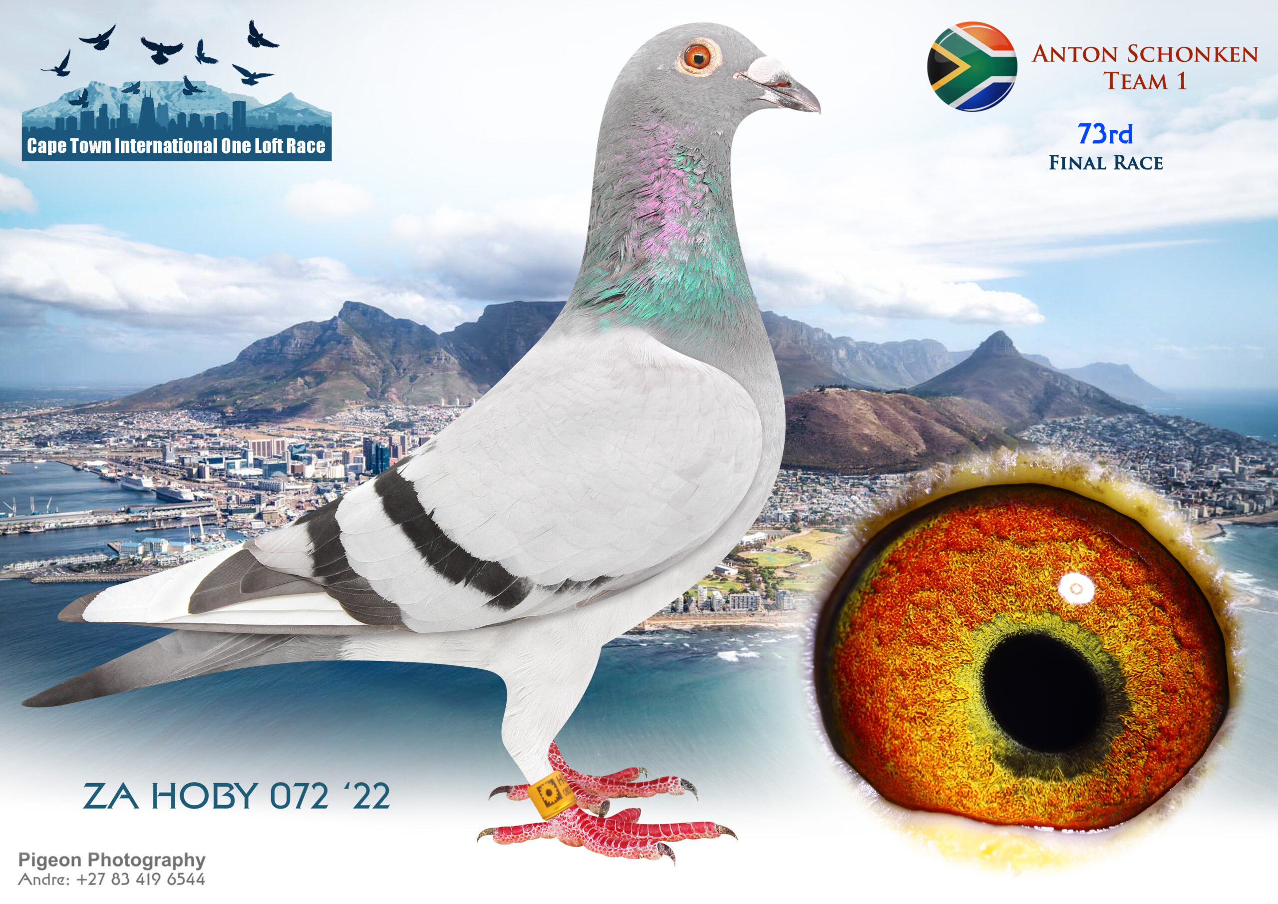 LOT 23: ZA 22 HOBY 072 (H) -Bred by: Anton Schonken - Laureaat Sablon ...