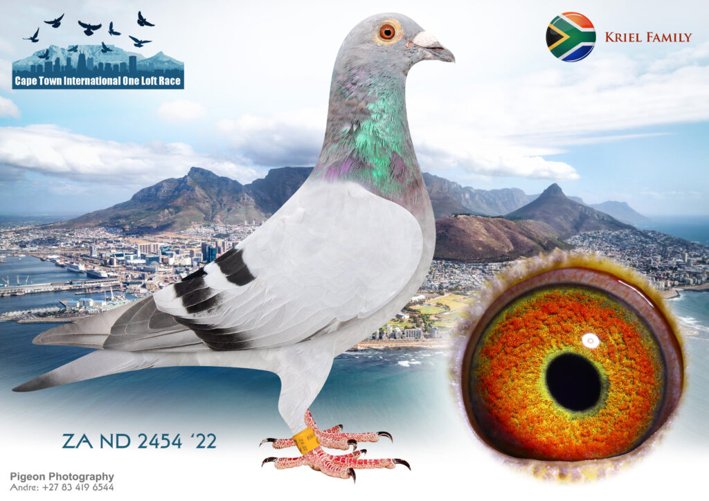 LOT45: ZA 22 ND 2454 (H) - Bred by: Kriel Family - 14th Final 2022 x ...