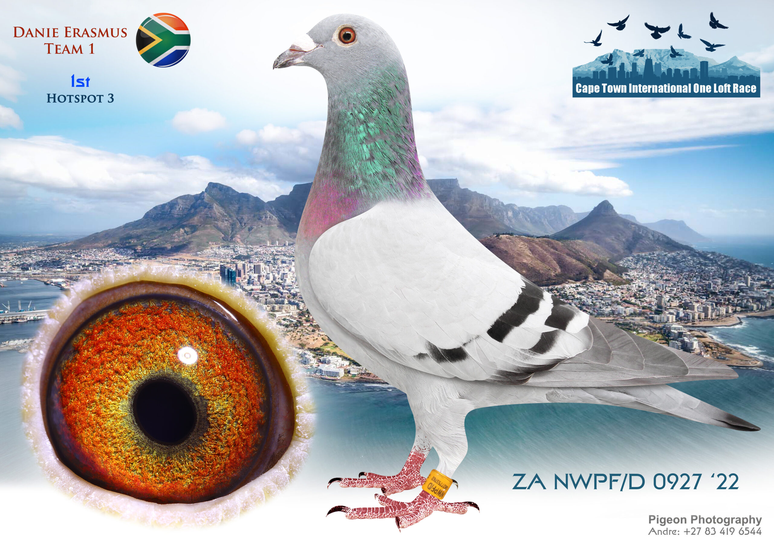 LOT 31: ZA 22 NWPF/D 0927 (H) - Bred by: Danie Erasmus - Tom Lock ...