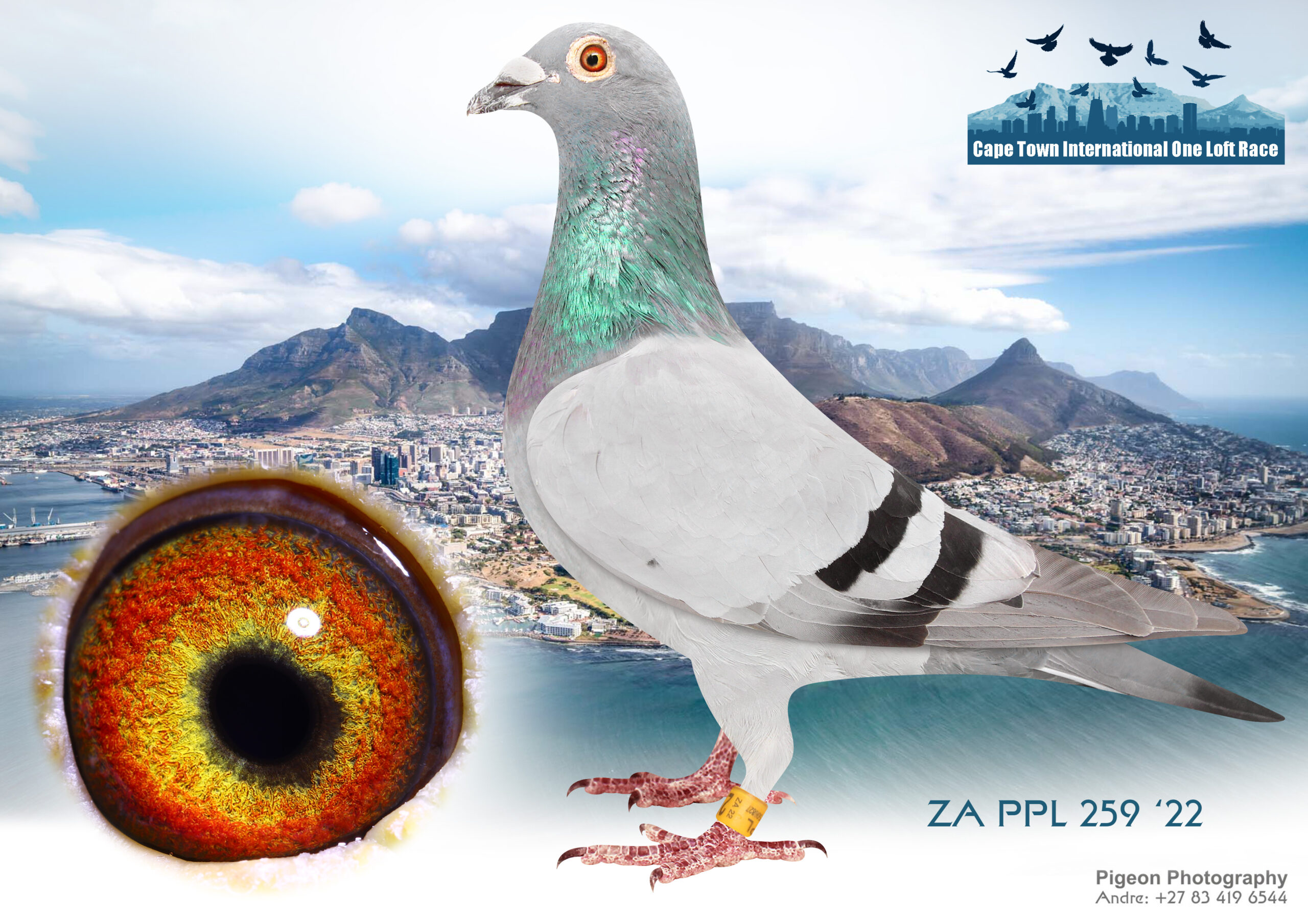 LOT 43: ZA 22 PPL 259 (C) - Bred by: Johan vd Walt - Luke Donald Van ...