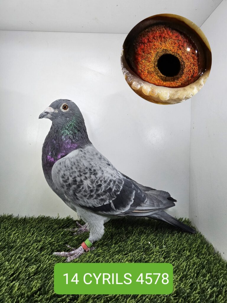 LOT 2: ZA 14 CYRILS 4578 (C) - "THE NEW EGG COCK" - " Tom Lock" - Linebred for stock to probably ...