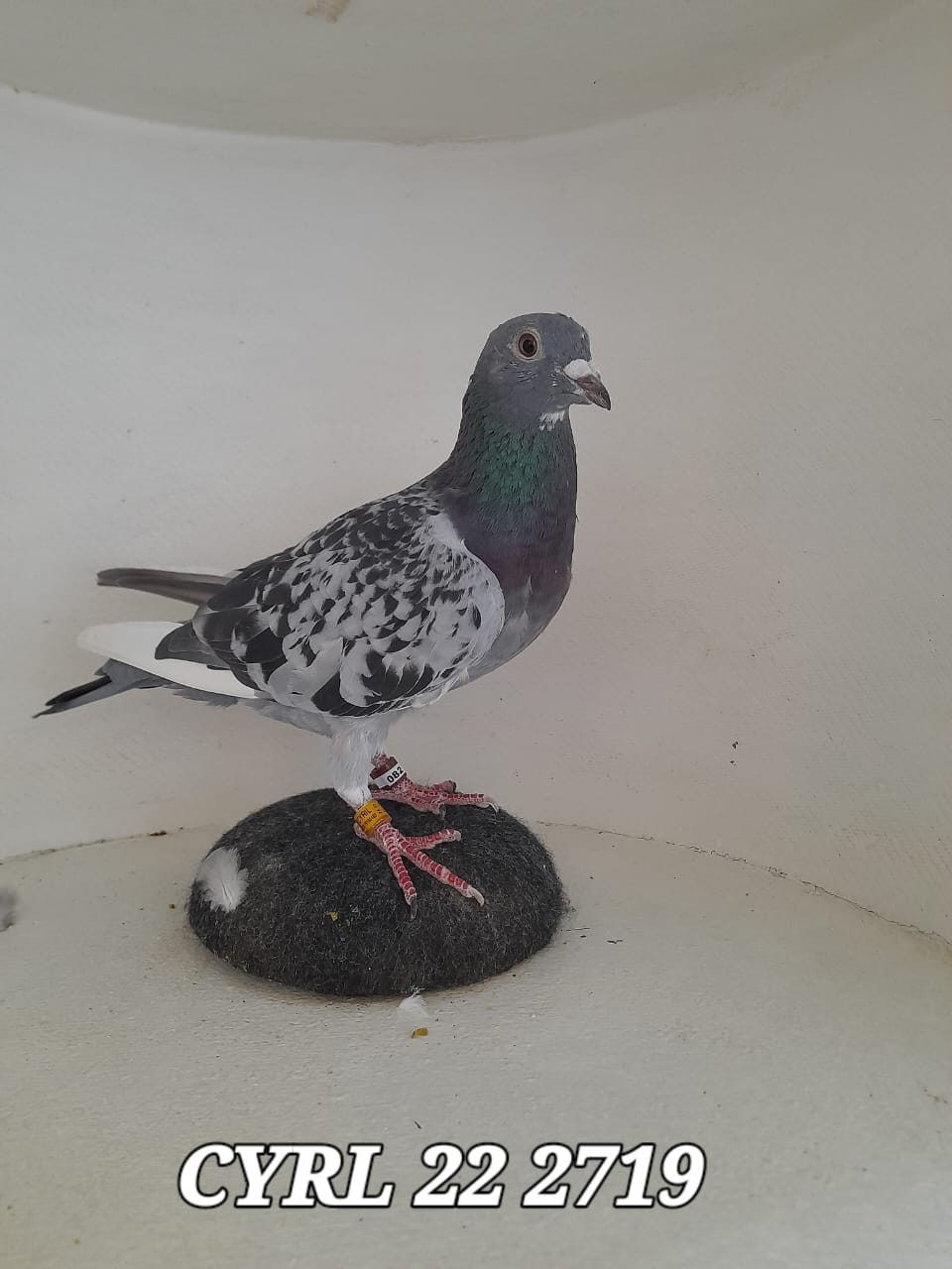 LOT 21: ZA 22 CYRL 2719 - Bred by: Umberti & Reynders - Final: 48th ...