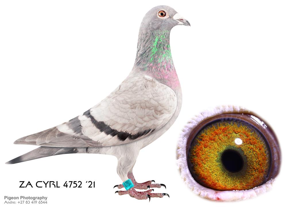 LOT 5: ZA 21 CYRL 4752 (H) - "Old Ring". Was bred 2022. Bred for stock ...