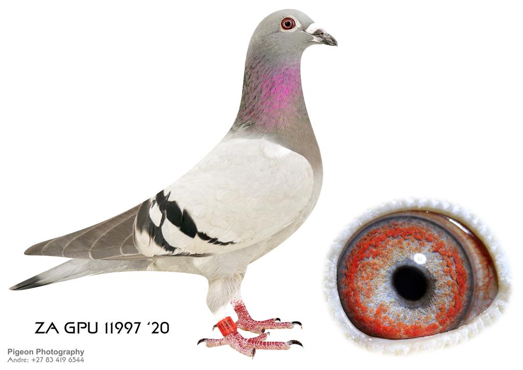 LOT 4: ZA 20 GPU 11997 (H) - Daughter of 8378. Beautiful bird. Inbred ...