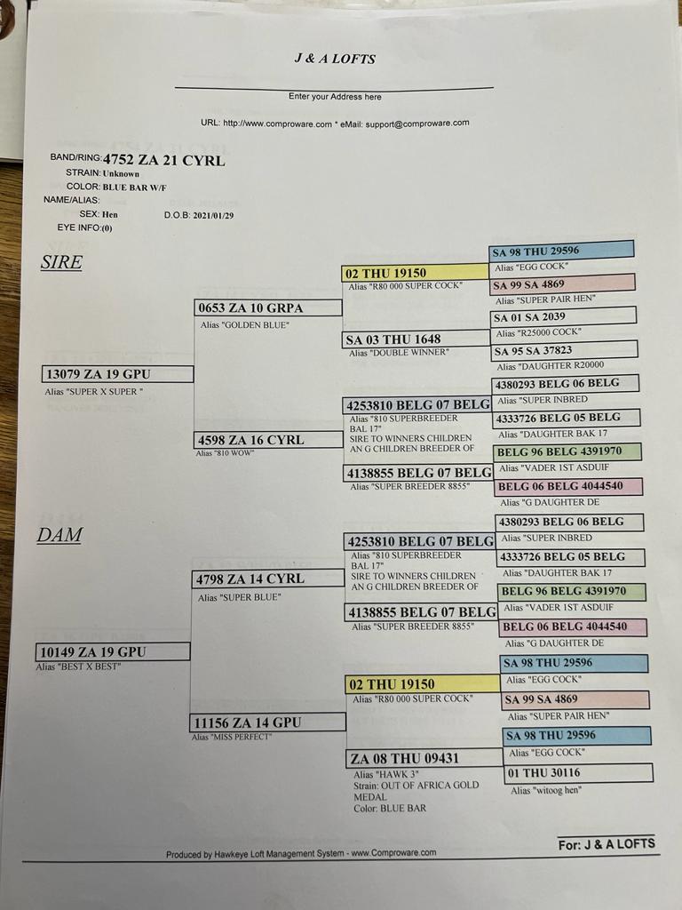 LOT 5: ZA 21 CYRL 4752 (H) - "Old Ring". Was bred 2022. Bred for stock ...
